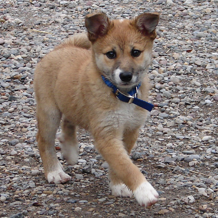 Sand Creek Skessa CH Vesturhlithar Loki Icelandic Sheepdog Puppies